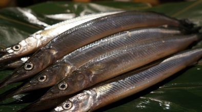 A fish called sayori | epicure Magazine