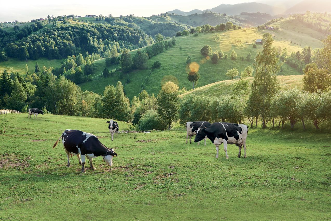 Butter up: Why Candia Professional butter is the preferred choice for cakes, bakes and more ...